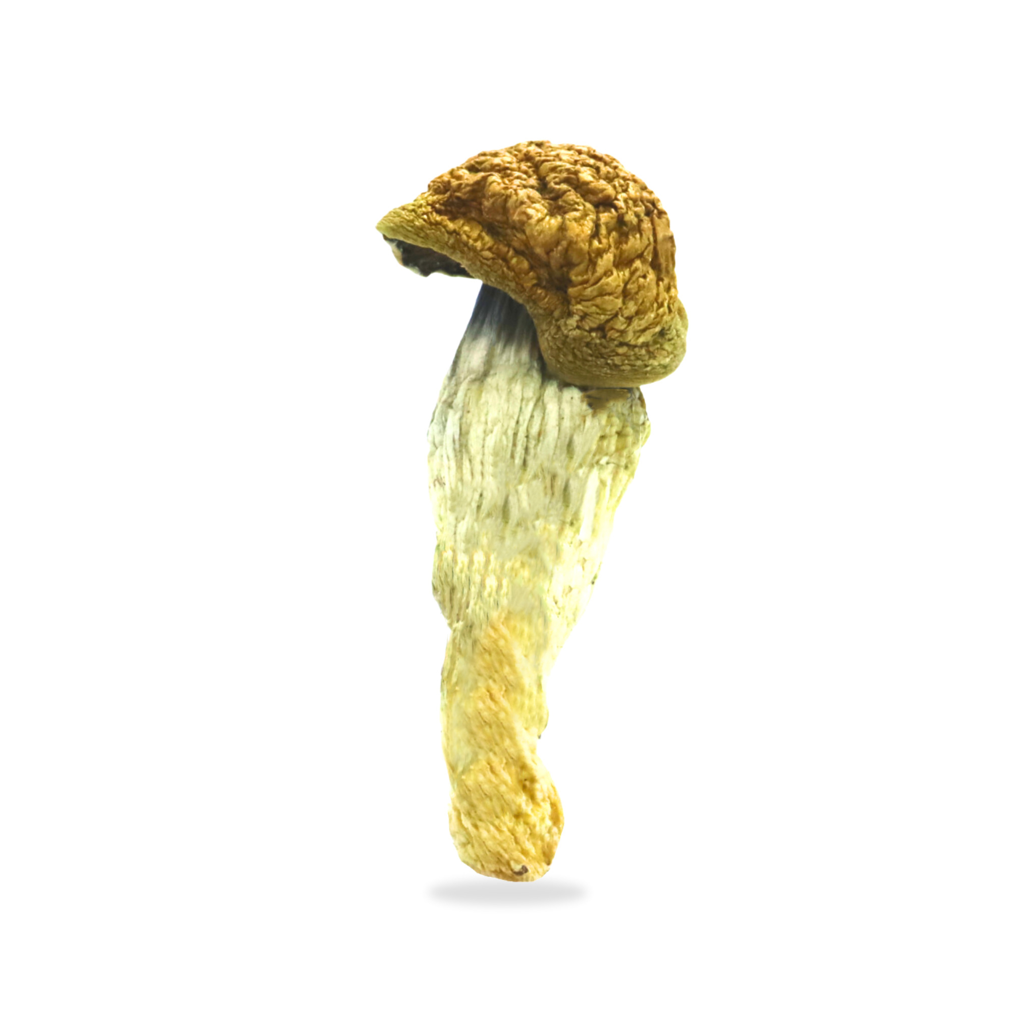 Buy B+ Magic Mushrooms Online