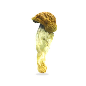 Buy Yeti Magic Mushrooms - Get Magic Mushrooms