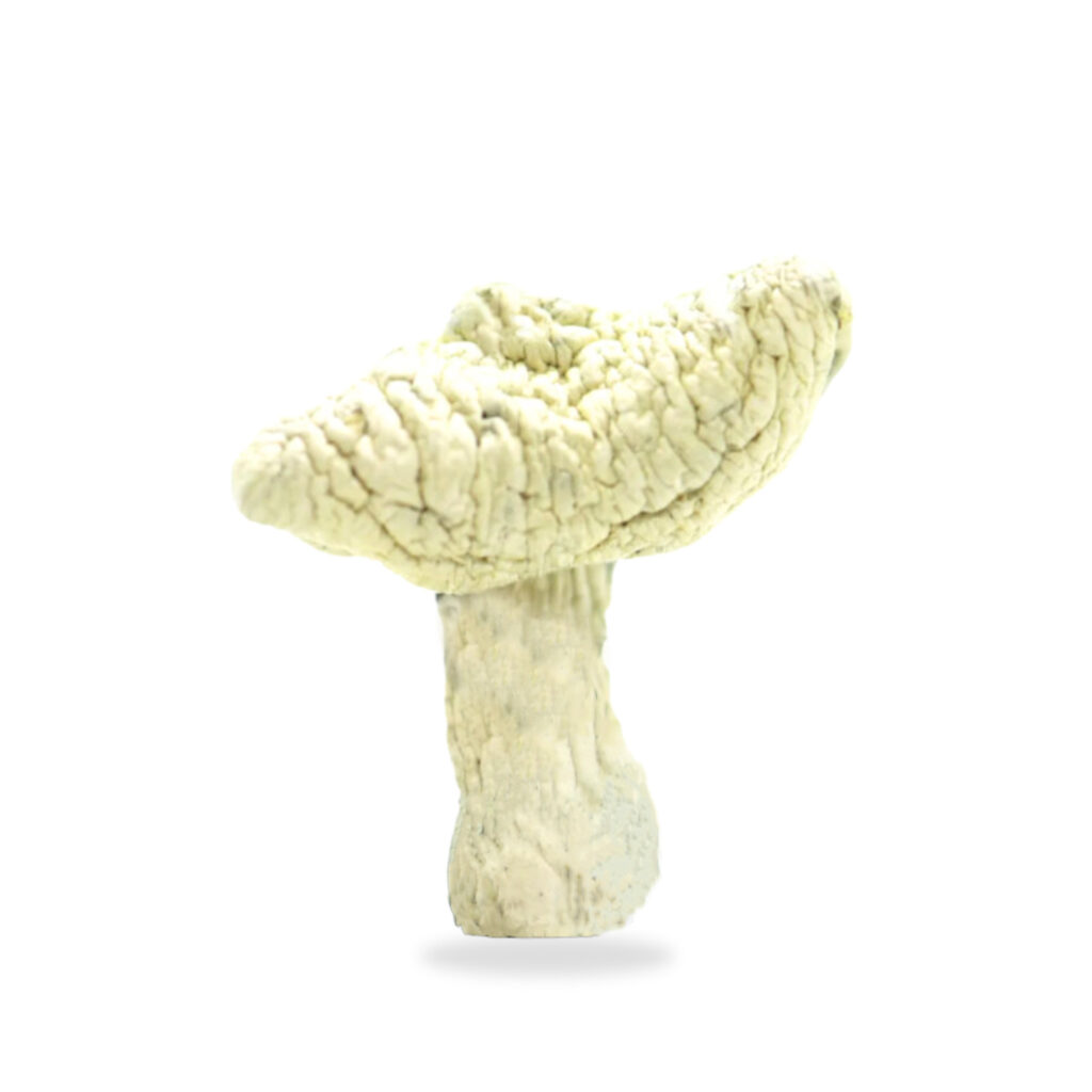 Buy Leucistic Burma Magic Mushrooms Online Buy Leucistic Burma Magic Mushrooms Online