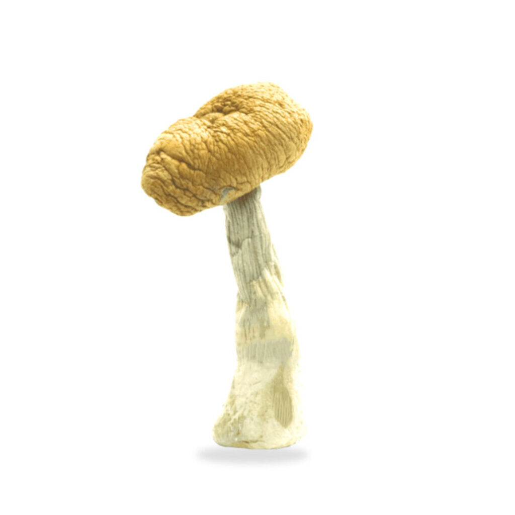 Buy Yeti Magic Mushrooms - Get Magic Mushrooms