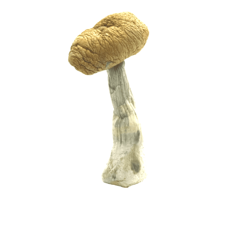 Buy Yeti Magic Mushrooms - Get Magic Mushrooms