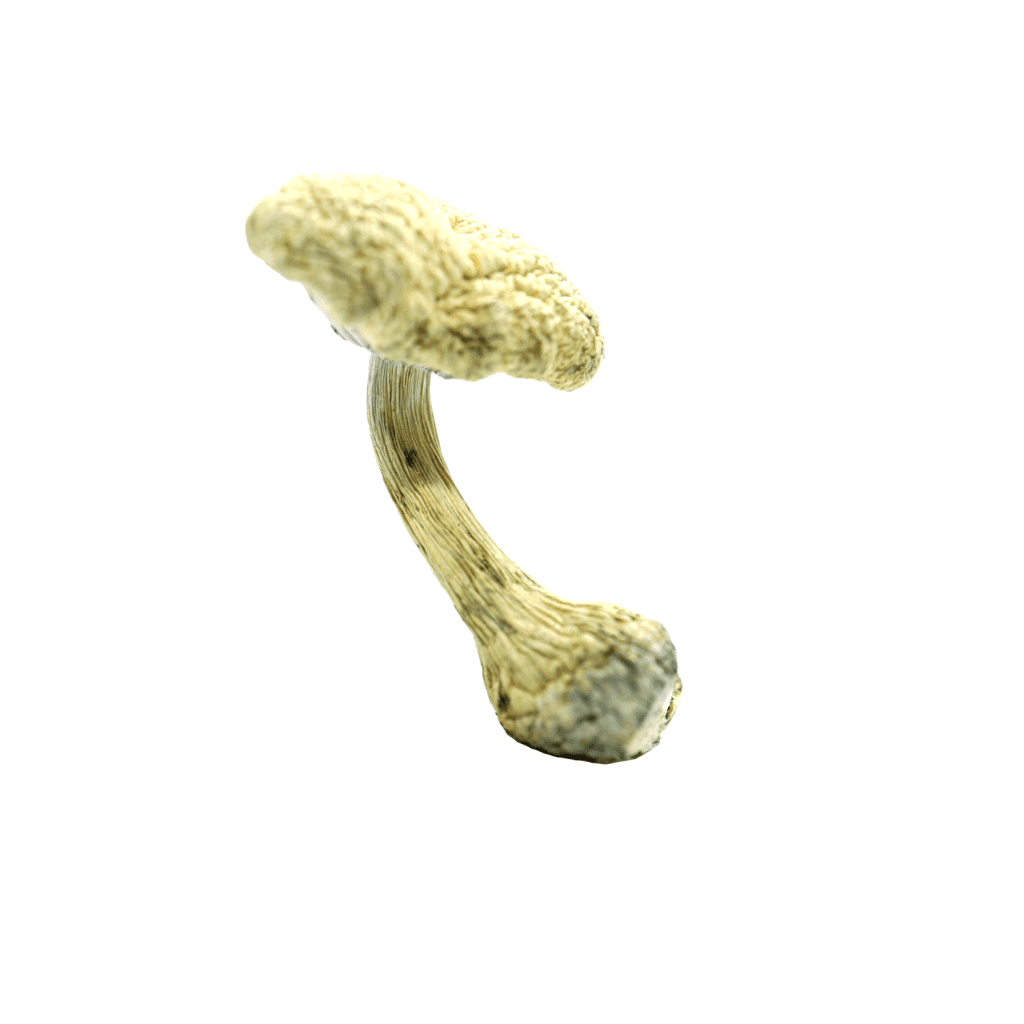 Buy Albino Treasure Coast Magic Mushrooms Online