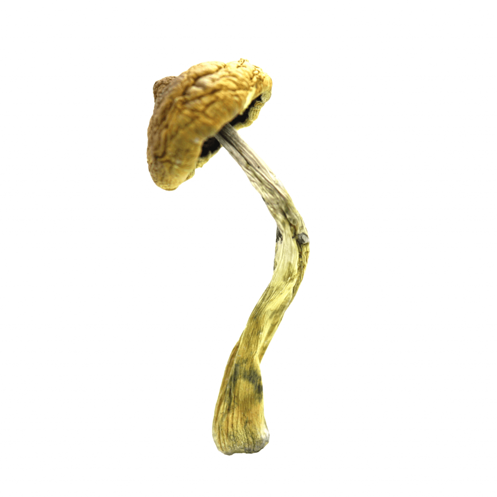 Buy Yeti Magic Mushrooms - Get Magic Mushrooms