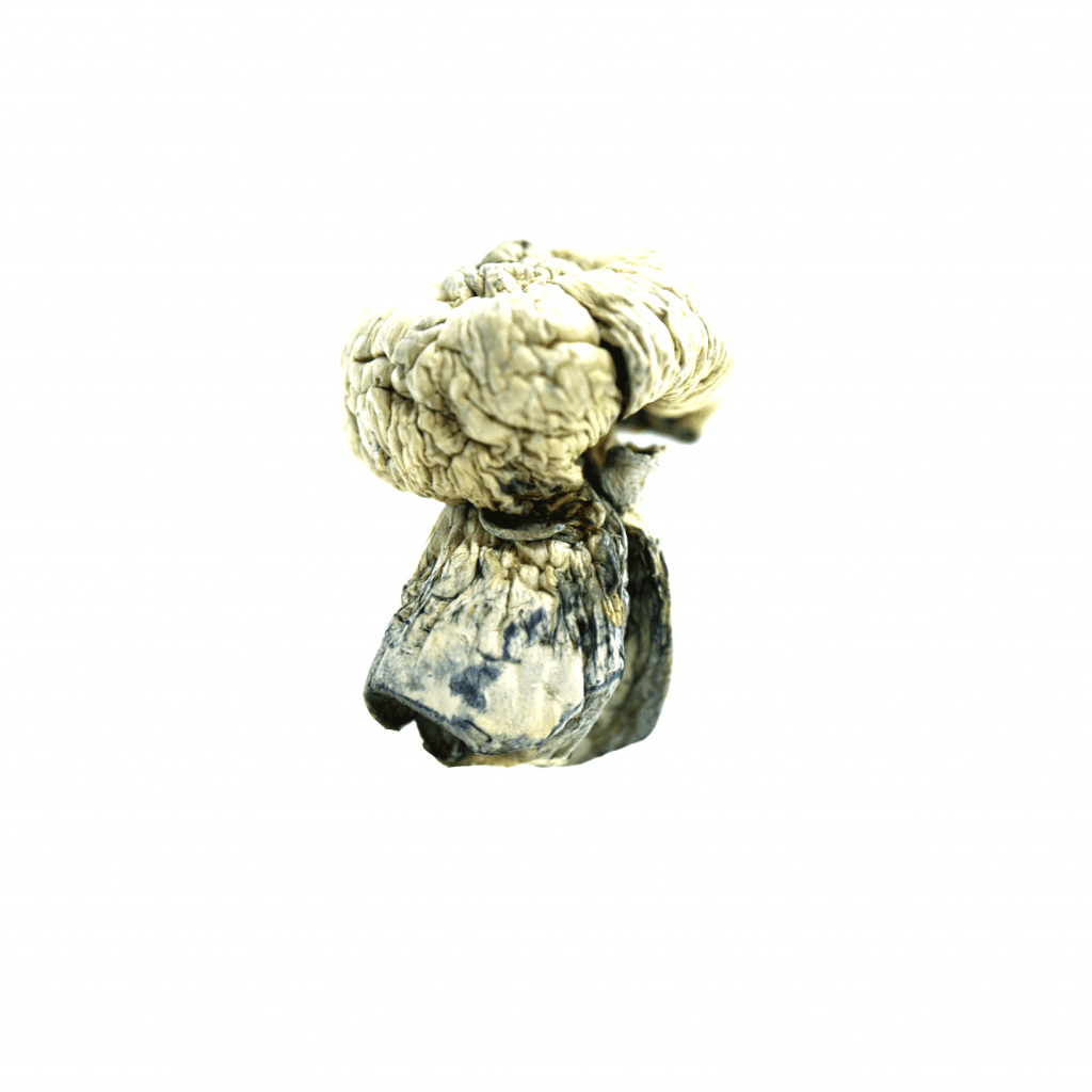 Buy Leucistic Burma Magic Mushrooms Online Buy Leucistic Burma Magic Mushrooms Online
