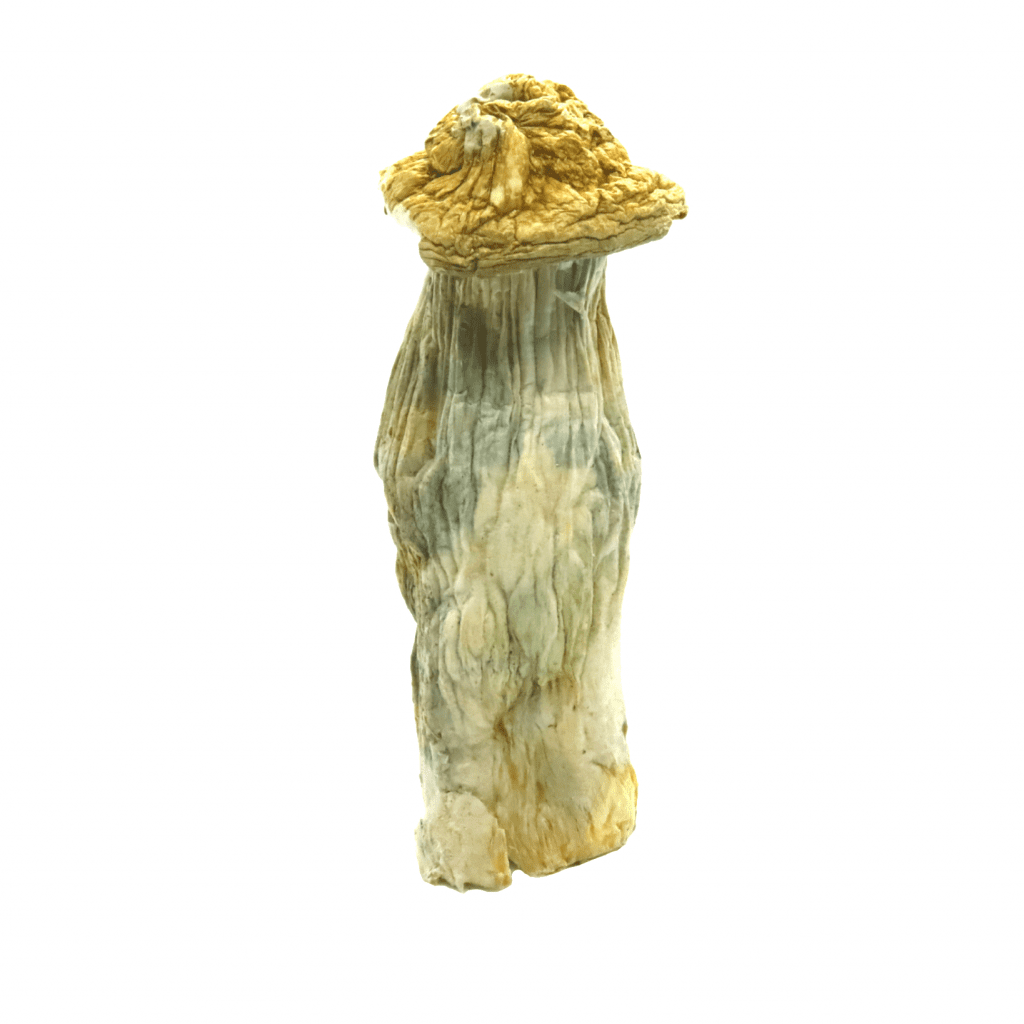 Buy Melmac Penis Envy Magic Mushrooms Online