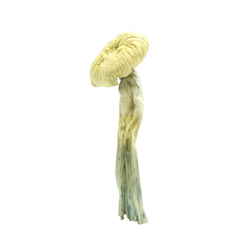 Buy Avery’s Albino Magic Mushrooms Online