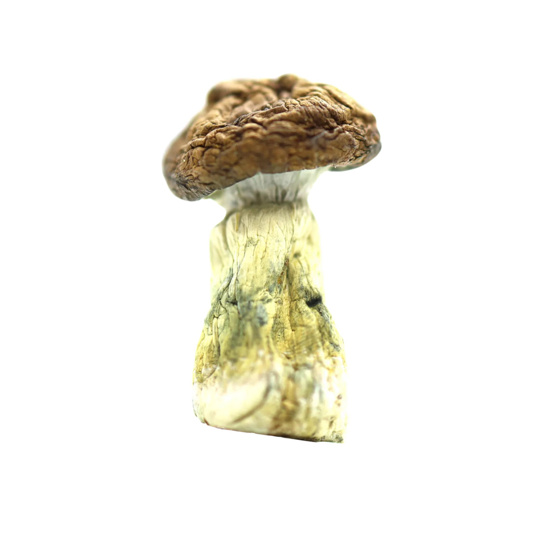 Buy Penis Envy Dino Eggs Magic Mushrooms - Get Magic Mushrooms