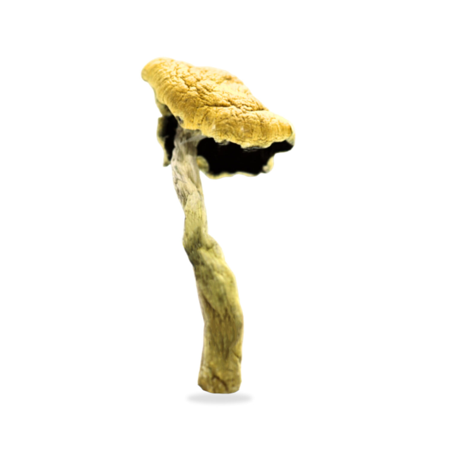 Buy Yeti Magic Mushrooms - Get Magic Mushrooms