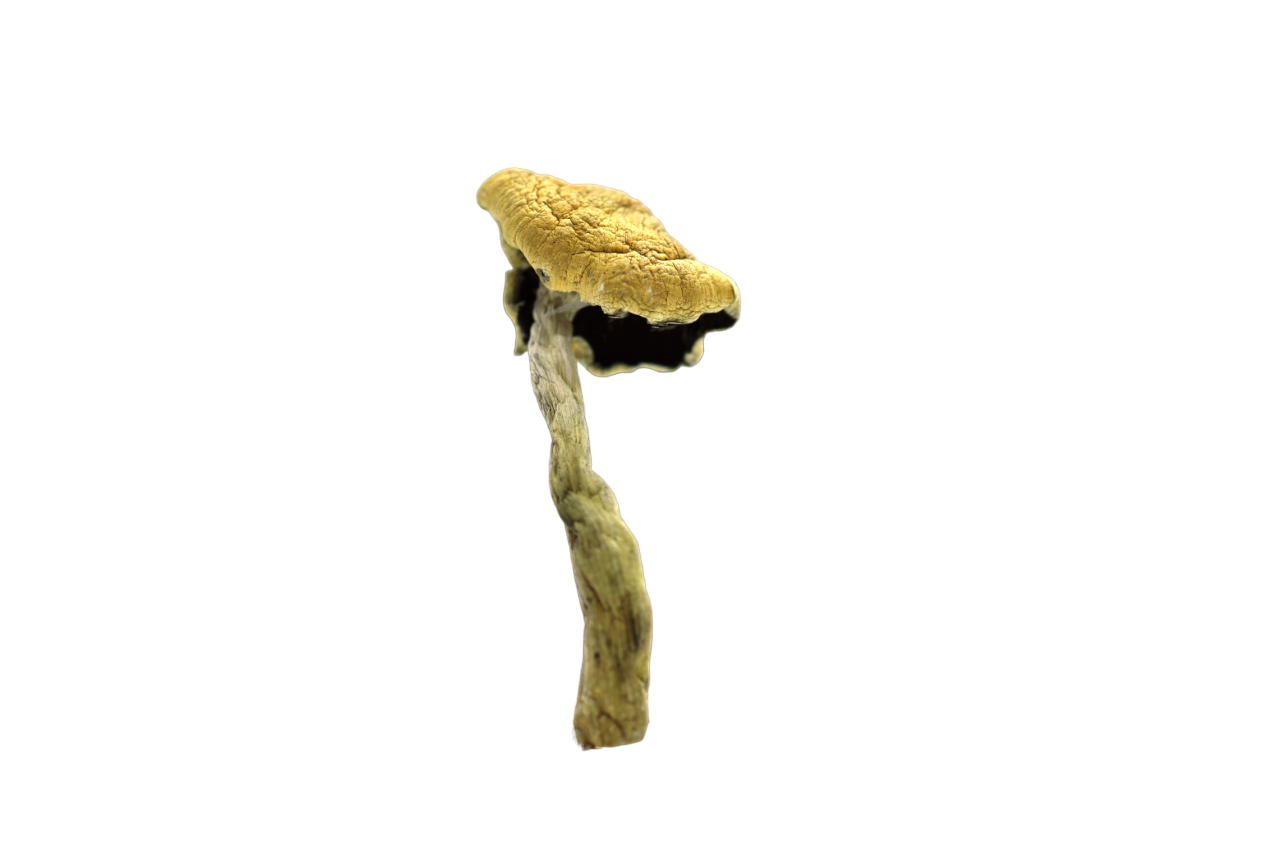 Blue Pulaski Magic Mushrooms - Get Magic Mushrooms
