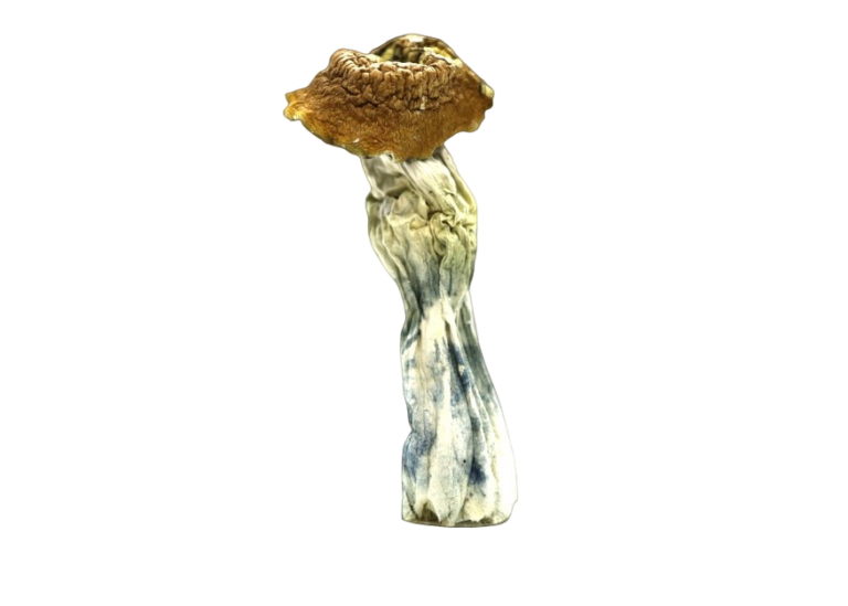 Buy Tidal Wave Magic Mushrooms - Get Magic Mushrooms